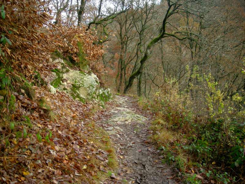 Eifelsteig 11. Etappe Manderscheid - Daun